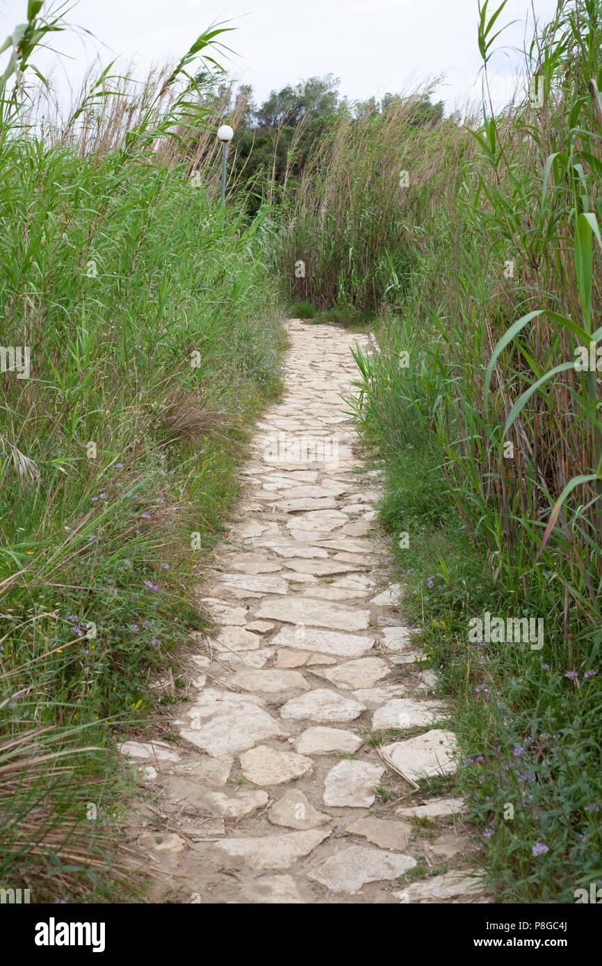 Cobblestone Pathway in the middle of green high grass, Worn Rocky Trail ...