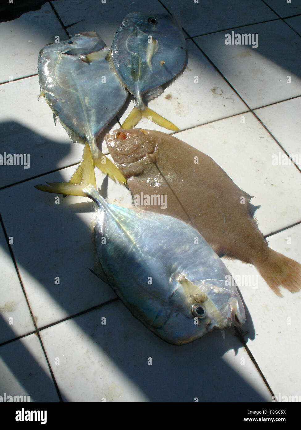 Fish, Copacabana beach, Rio de Janeiro, Brazil Stock Photo - Alamy