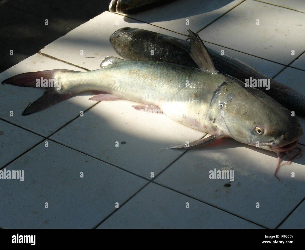 Fish, Copacabana beach, Rio de Janeiro, Brazil Stock Photo - Alamy