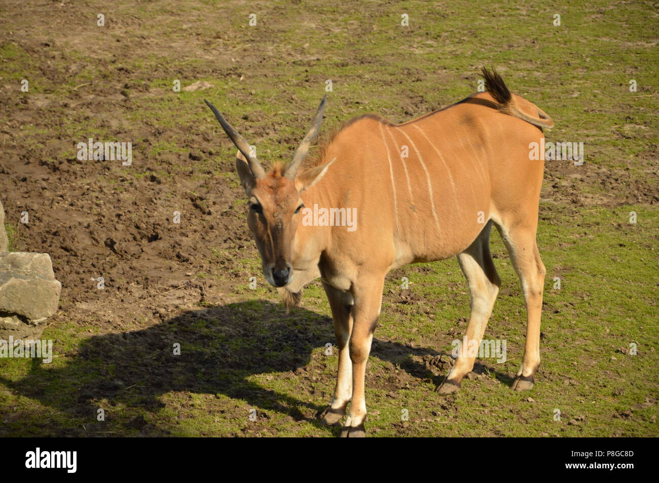 Horse antelope hi-res stock photography and images - Alamy