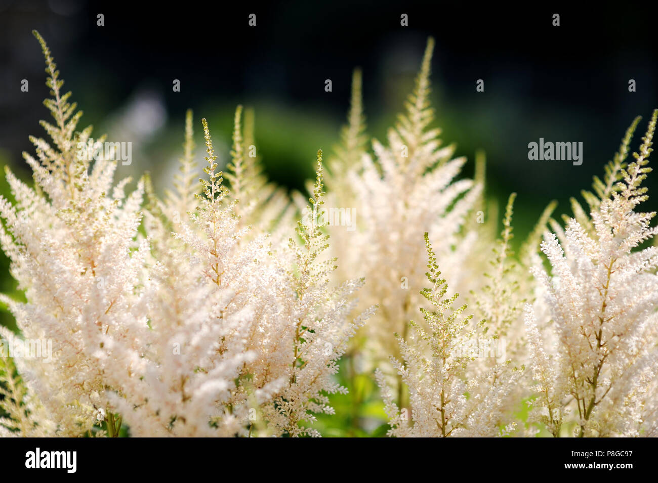 Beautiful white astilbe flower in the garden Stock Photo - Alamy