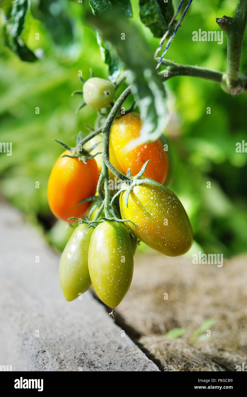 Tomato plant sprayed with protective mixture against infections Stock ...