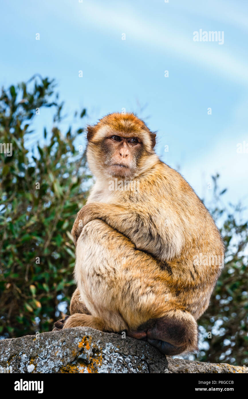 Portrait of a wild female macaque. Macaques are one of the most famous ...