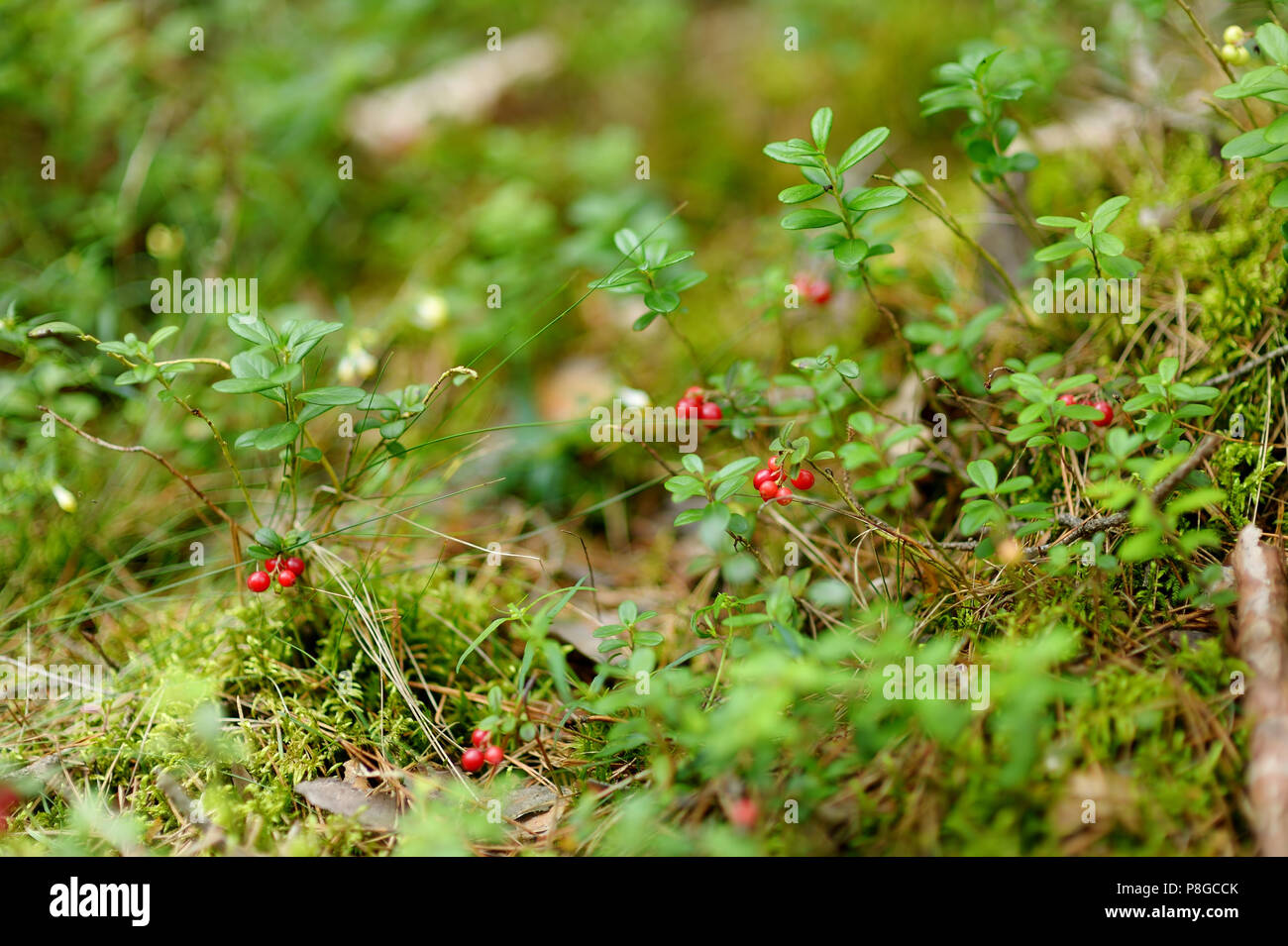 Wild forest berries on a green bush Stock Photo - Alamy