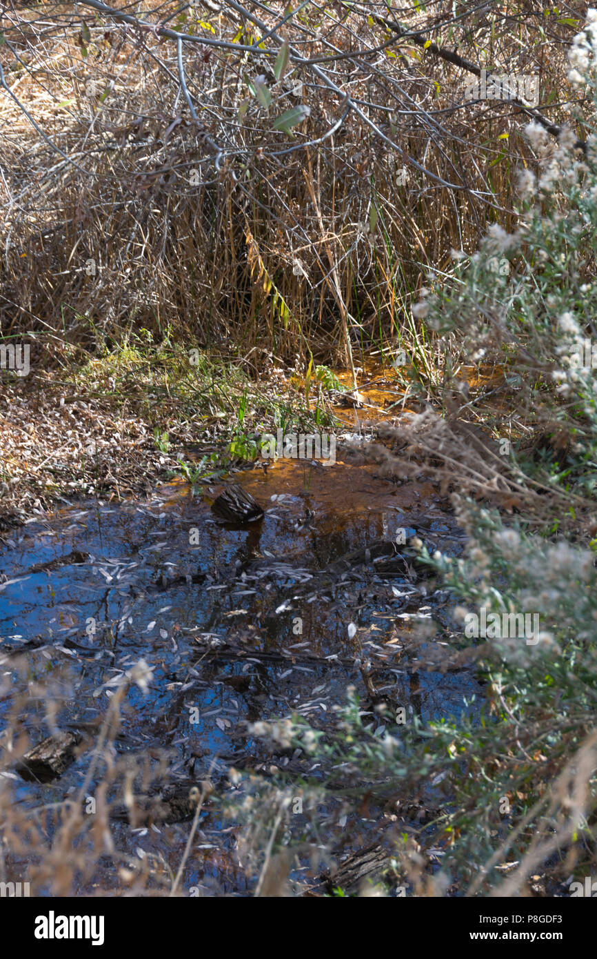 Water feature important source of life in the desert Stock Photo - Alamy