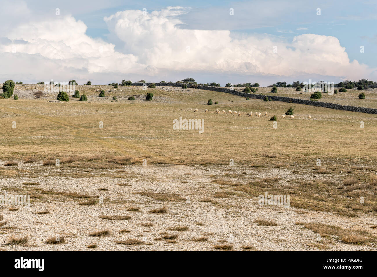 Croatia cres lamb hi-res stock photography and images - Alamy