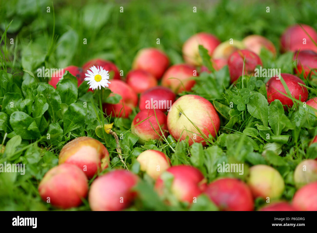Fresh ripe red apples on green grass Stock Photo - Alamy