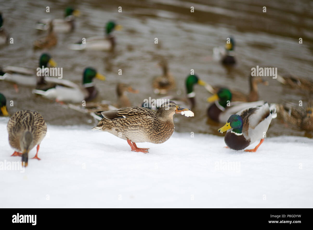 Lots of wild ducks feeding by a river Stock Photo - Alamy