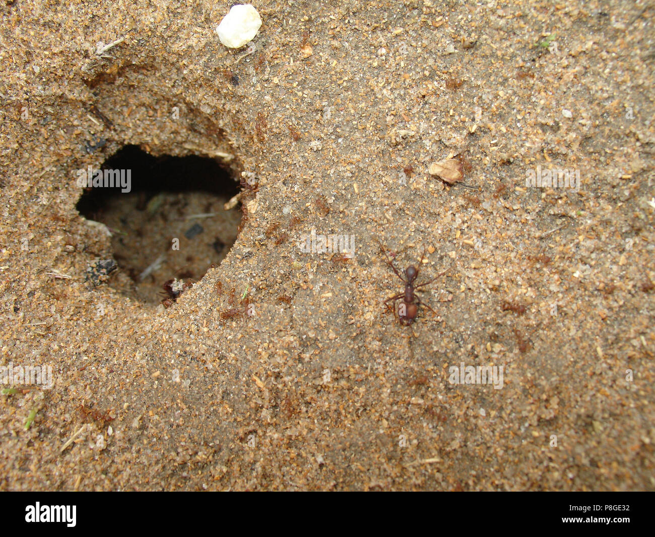 Insects, ants, sand, Espírito Santo, Brazil Stock Photo - Alamy
