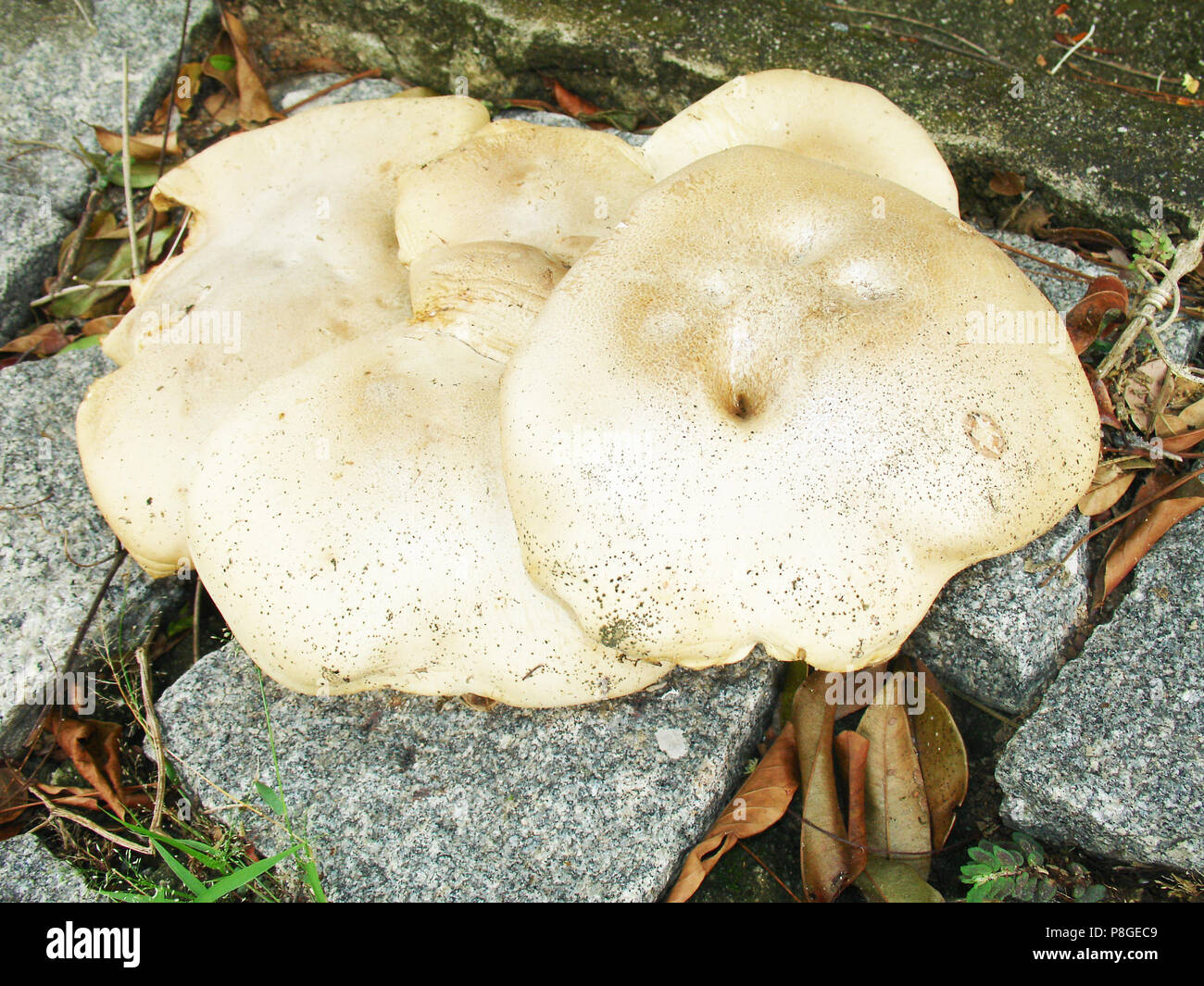 Fungi, mushrooms, São Paulo, Brazil Stock Photo - Alamy