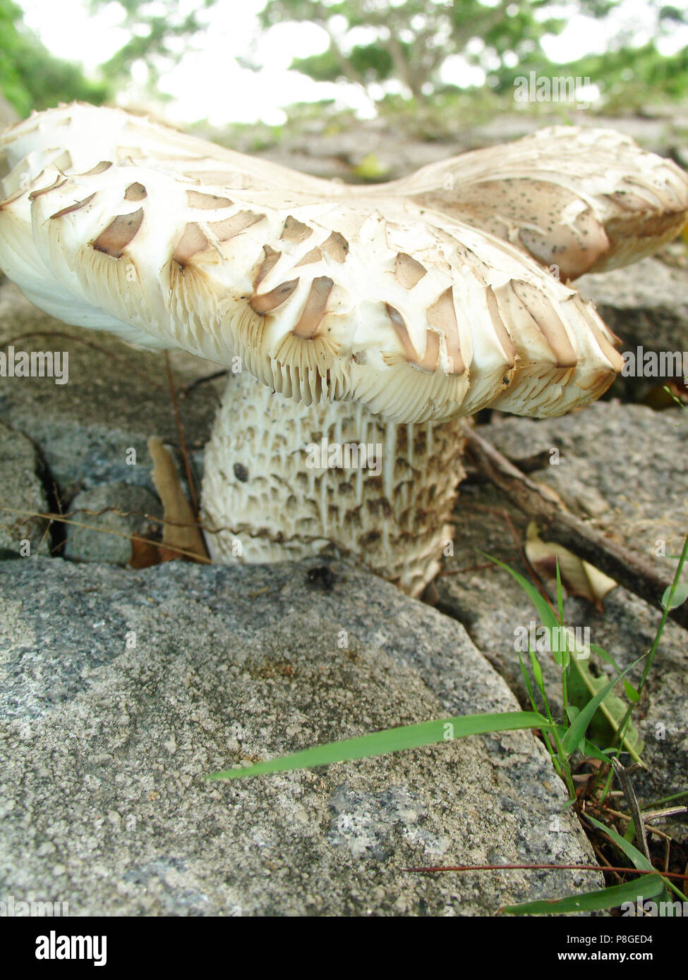 Fungi, mushrooms, São Paulo, Brazil Stock Photo - Alamy