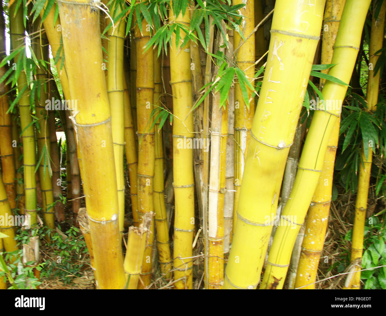 Yellow bamboo, São Paulo, Brazil Stock Photo - Alamy