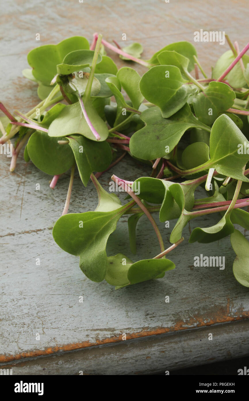 micro herb red stem raddish Stock Photo - Alamy