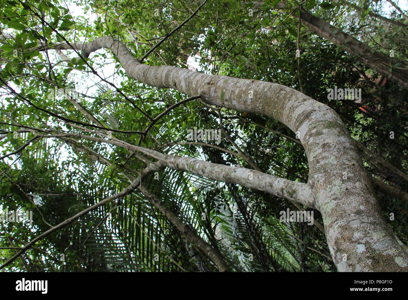 Chek jawa wetlands hi-res stock photography and images - Alamy