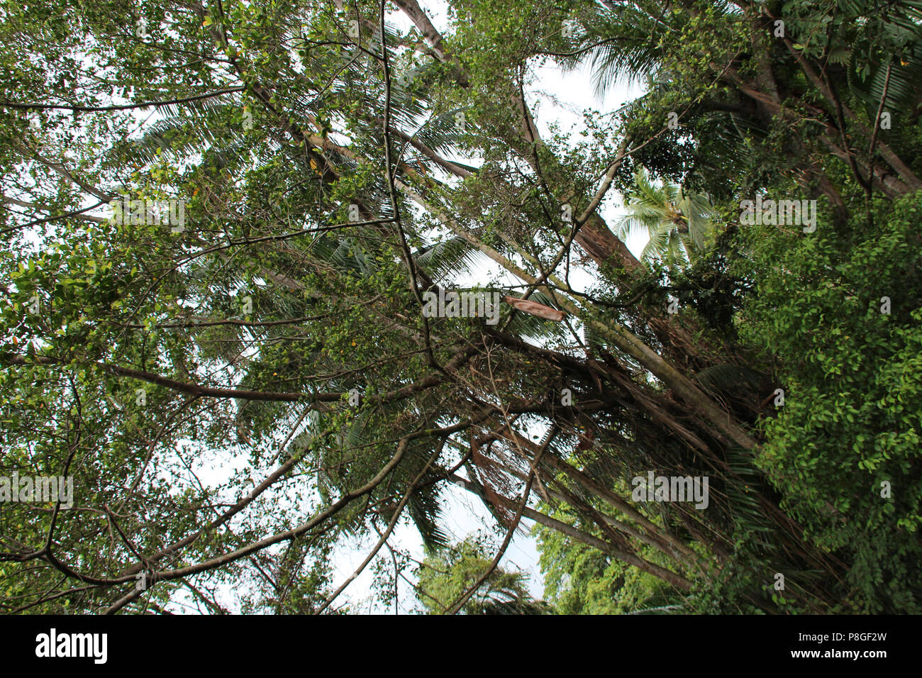 Chek jawa wetlands hi-res stock photography and images - Alamy
