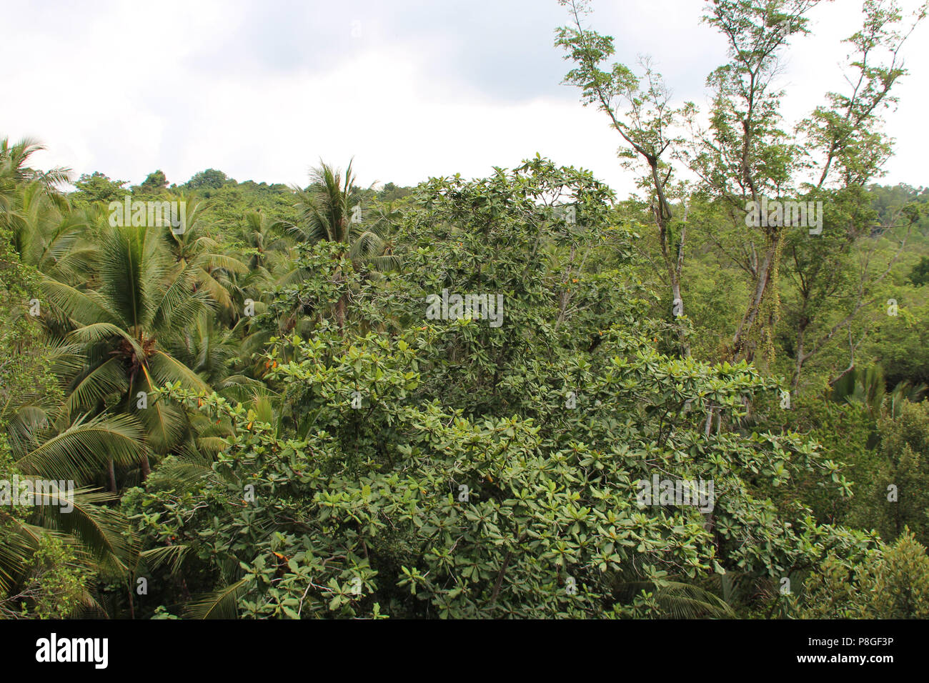 Chek jawa wetlands hi-res stock photography and images - Alamy