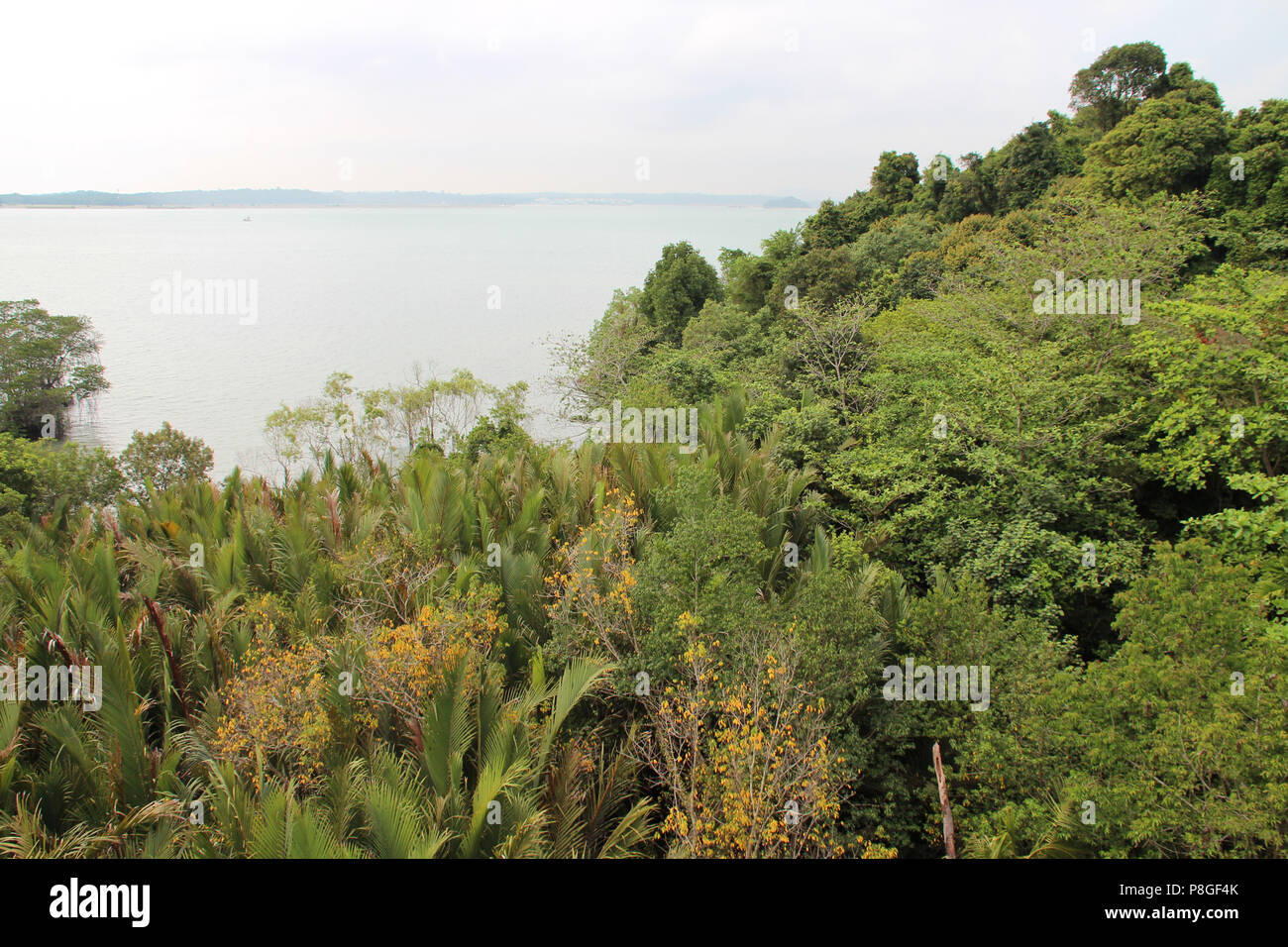Chek jawa wetlands hi-res stock photography and images - Alamy