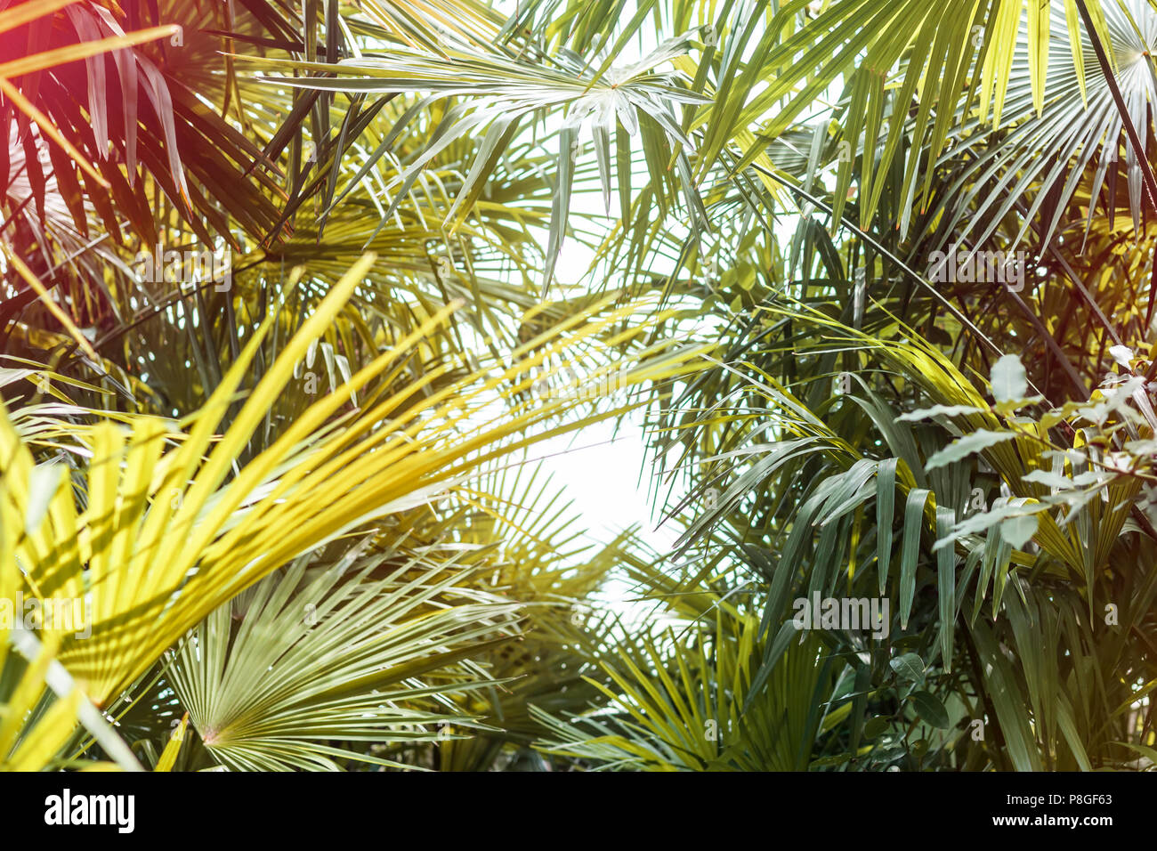 palm tree leaves background Stock Photo - Alamy