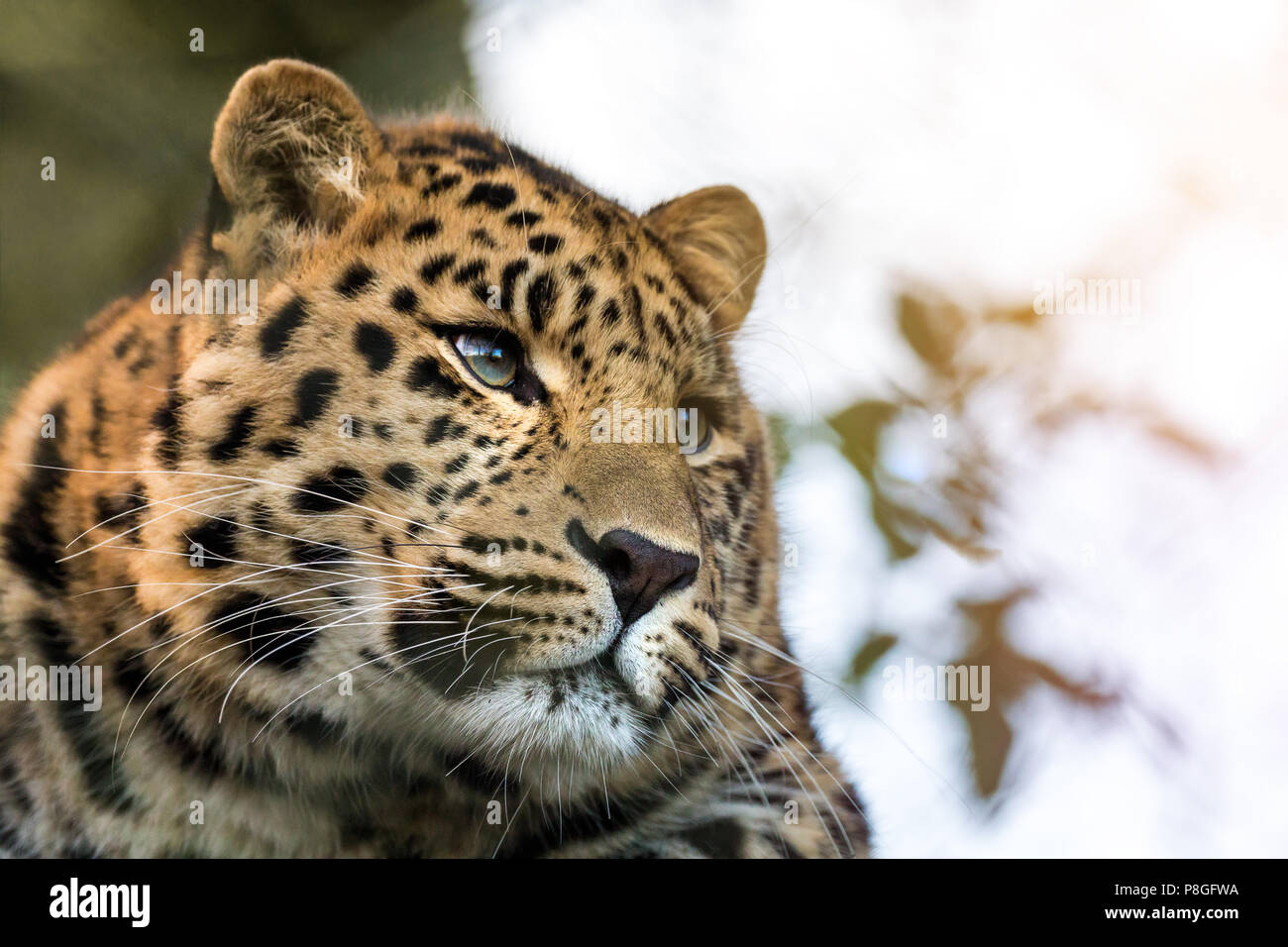 Regal leopard hi-res stock photography and images - Alamy