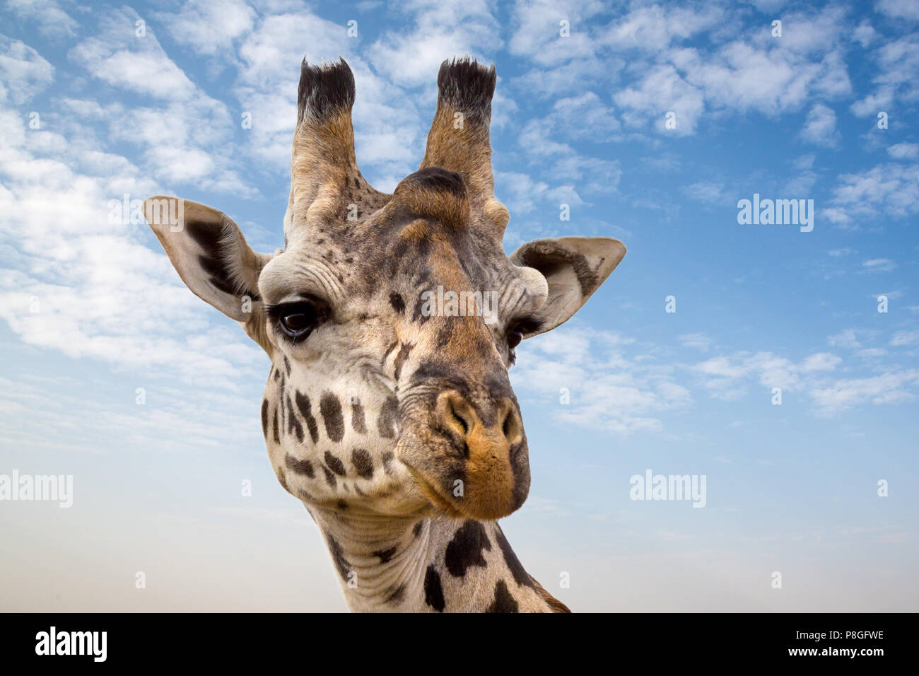 Closeup of the head of a giraffe against summer blue sky background, in ...