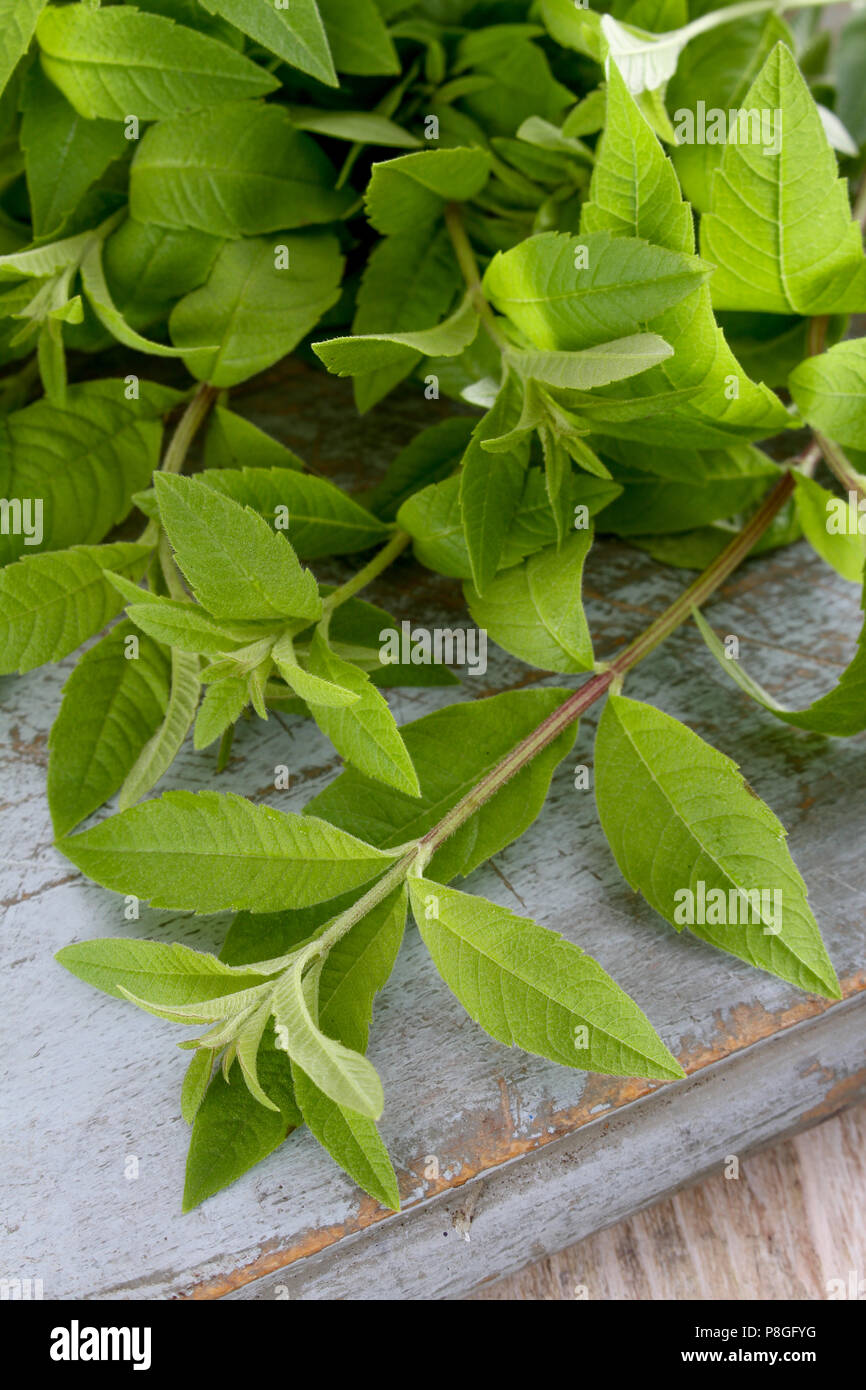fresh herbs lemon verbena Stock Photo - Alamy