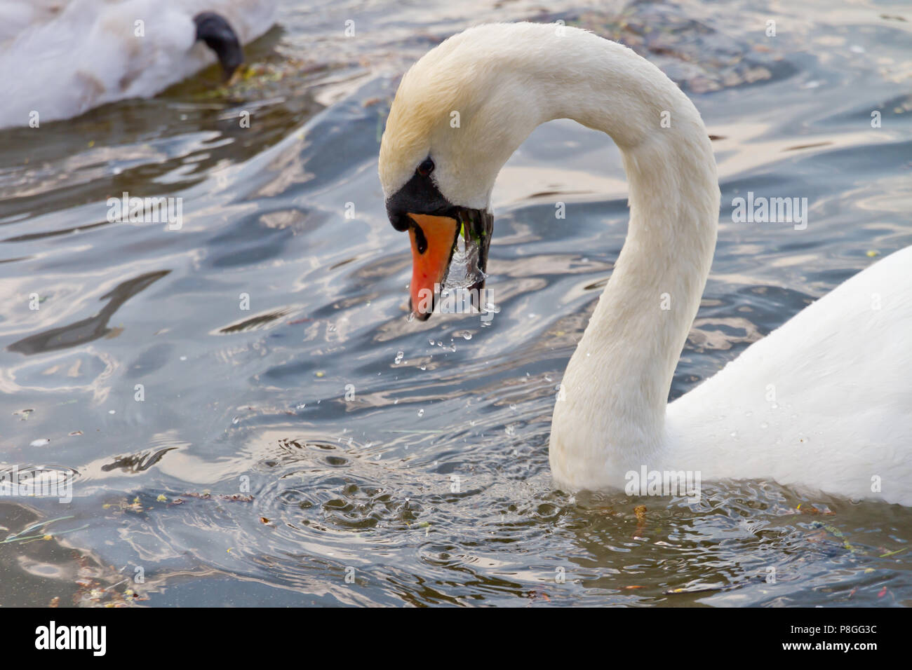 Animal bird swan birds feet hi-res stock photography and images - Alamy