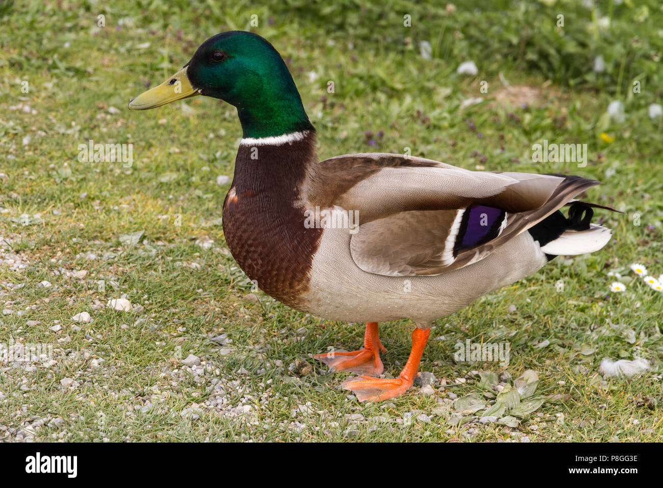 White feathered mallard hi-res stock photography and images - Alamy