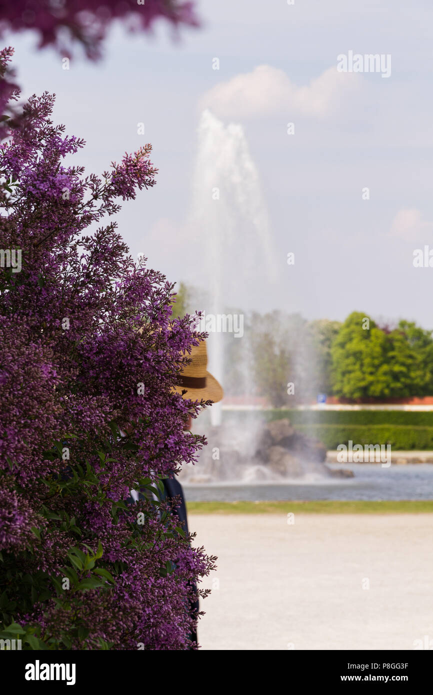 Hidden behind a bush hi-res stock photography and images - Alamy