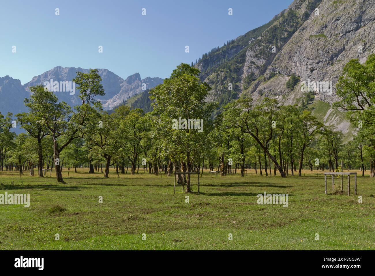 Maple trees in the Alps in summer Stock Photo - Alamy