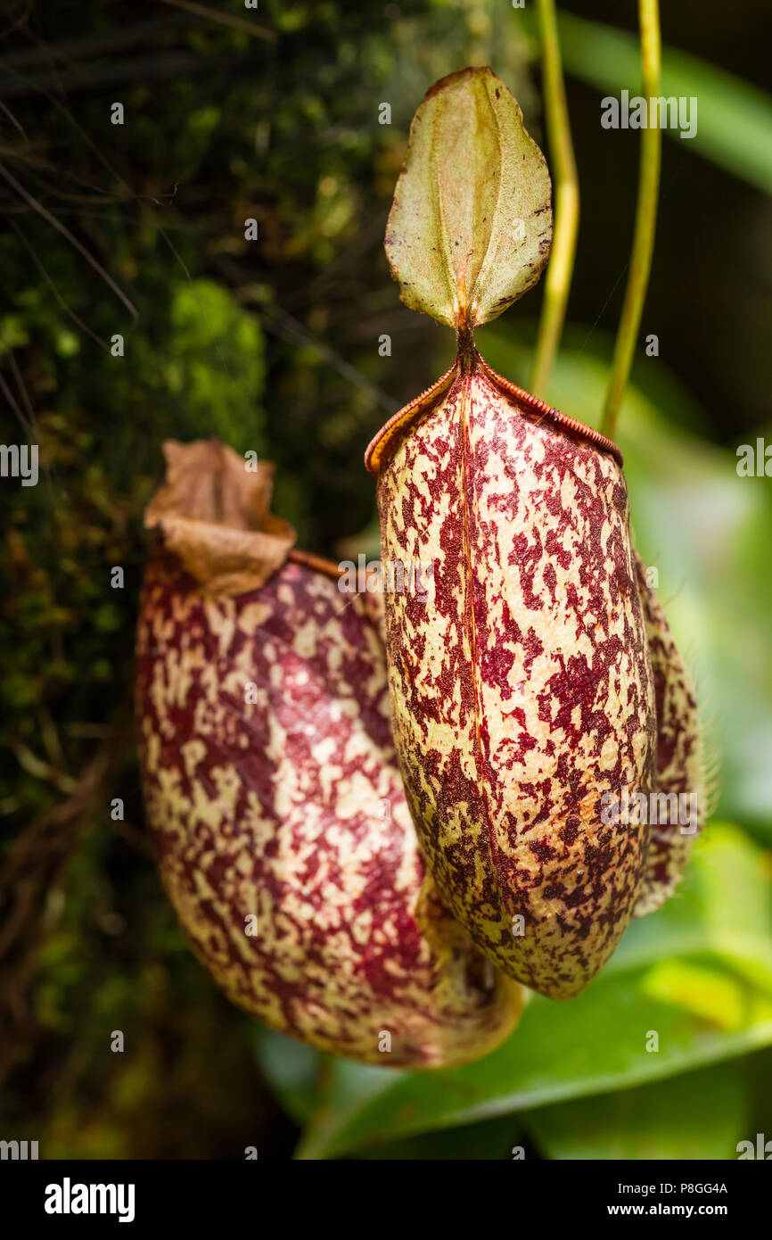 Carnivorous insects hi-res stock photography and images - Alamy