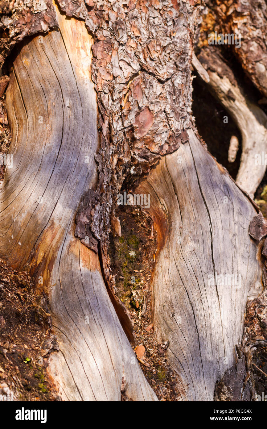 Female forms hi-res stock photography and images - Alamy