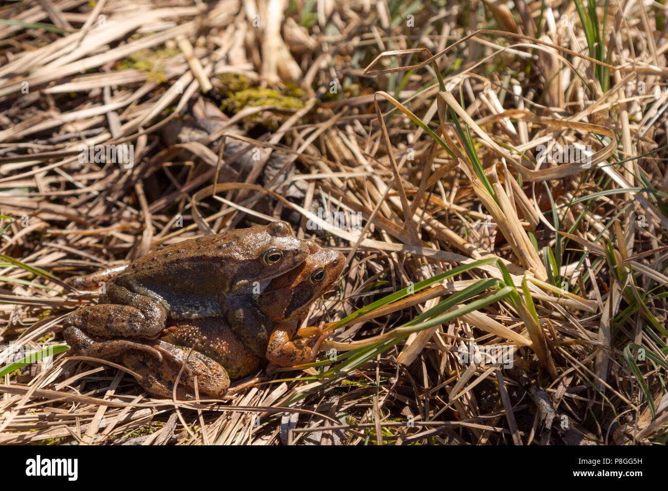 Frogs mating frog on road hi-res stock photography and images - Alamy