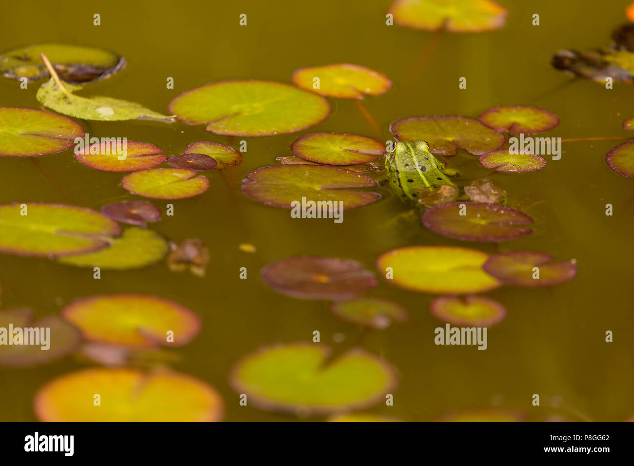 Waiting frog in a green pond with many water lilies Stock Photo - Alamy