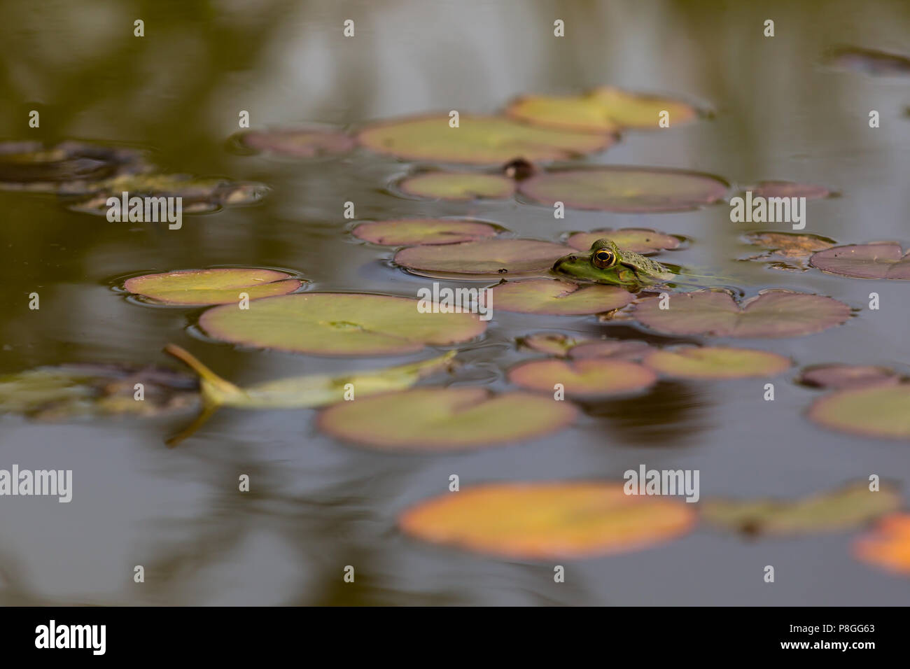 Waiting frog in a green pond with many water lilies Stock Photo - Alamy