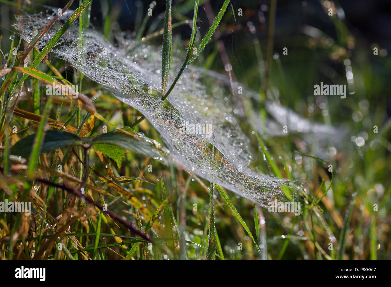 Spider's web over blades of grass in the morning dew Stock Photo - Alamy