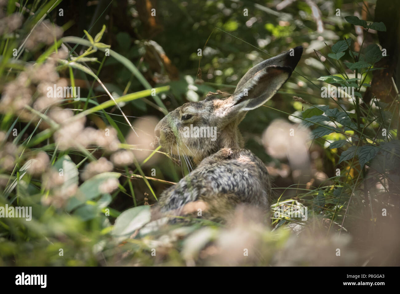 Hare in the woods - Fabulous Outdoors Stock Photo - Alamy
