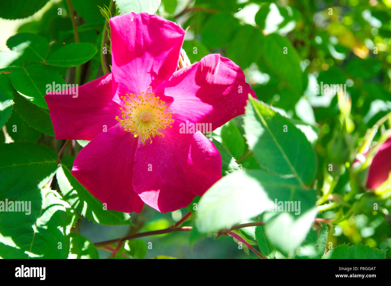 Single flower deep red rose Stock Photo - Alamy
