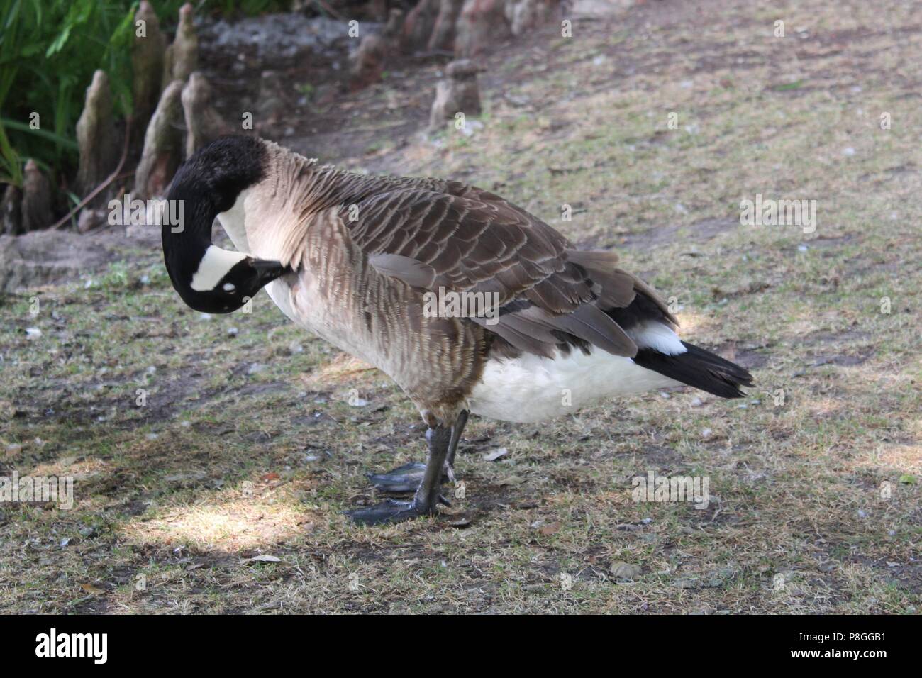 Royal goose hi-res stock photography and images - Alamy