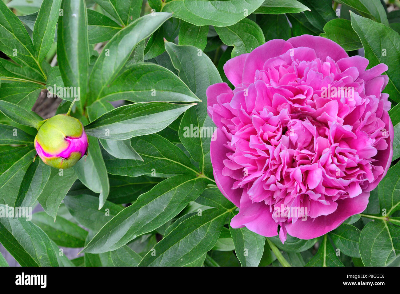 Peony Plant Leaves