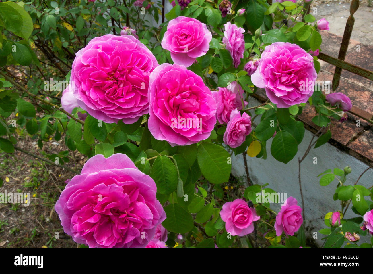 Shocking pink double roses Stock Photo - Alamy