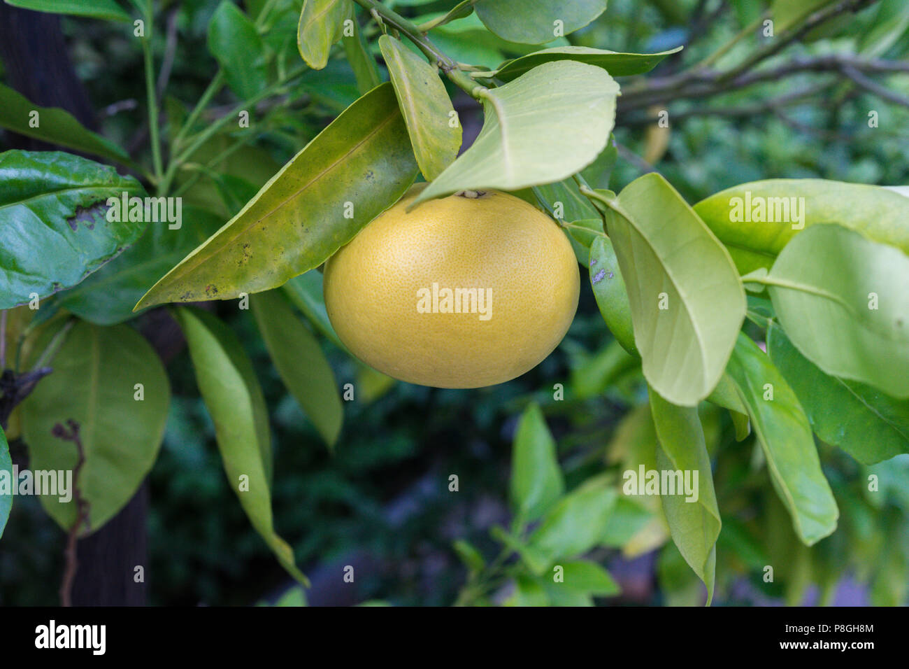 single grapefruit hanging from citrus paradisi grapefruit Stock Photo ...