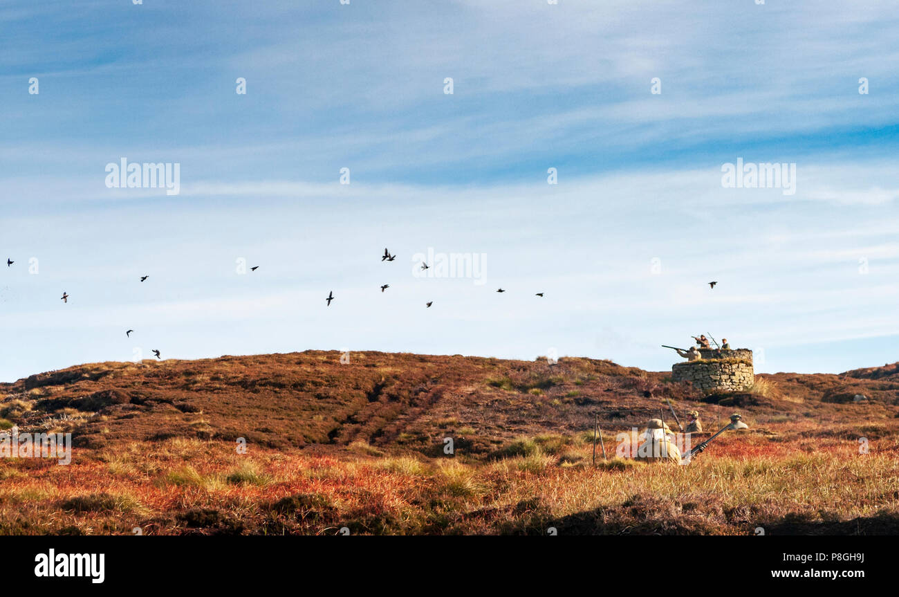 North Yorkshire, England UK - A grouse moor in early autumn a pack of ...