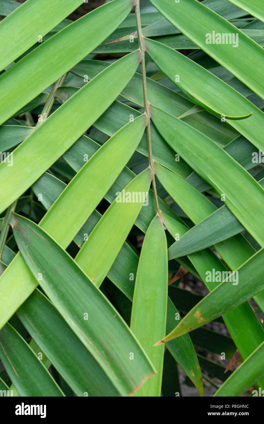 green leaf overlap zigzag pattern structure for background Stock Photo ...