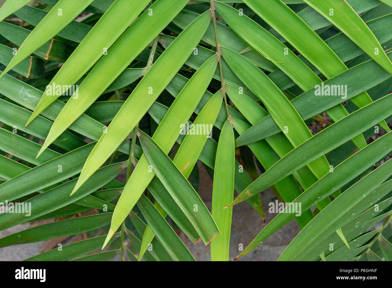 green leaf overlap zigzag pattern structure for background Stock Photo ...