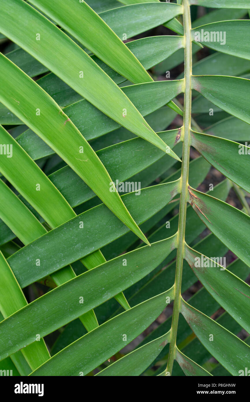 green leaf overlap zigzag pattern structure for background Stock Photo ...