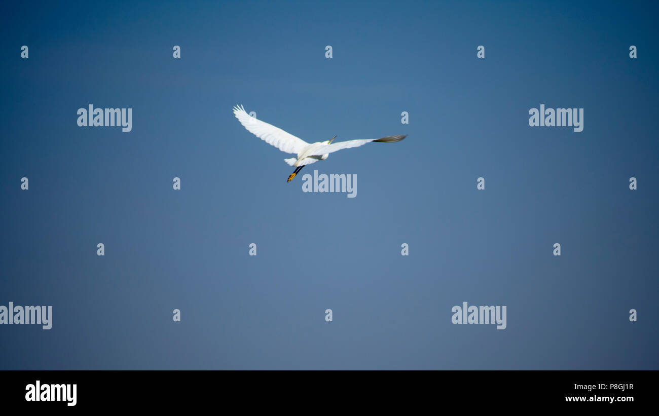 Median egret in a lake Mesophoyx intermedia Mahjhola Bagula Fly over ...