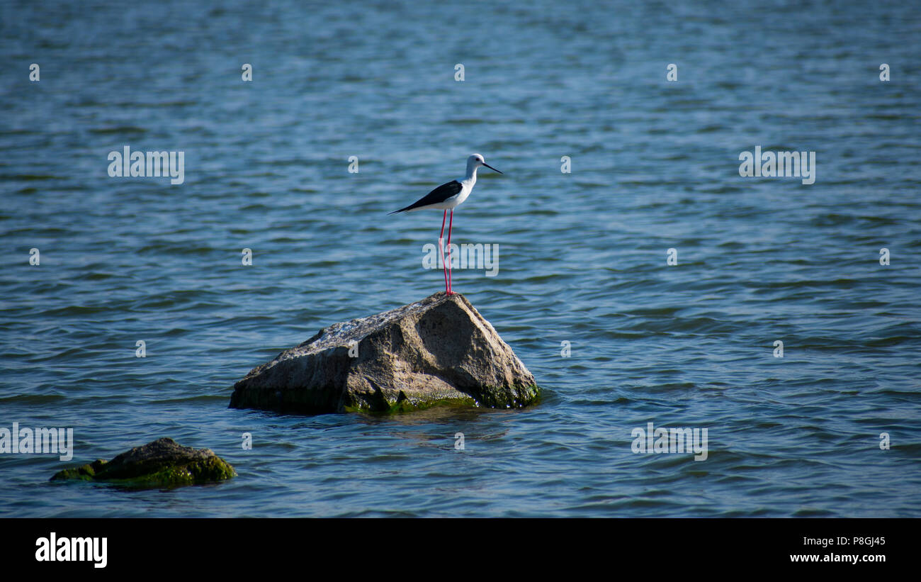 Black stilt in bhopal hi-res stock photography and images - Alamy