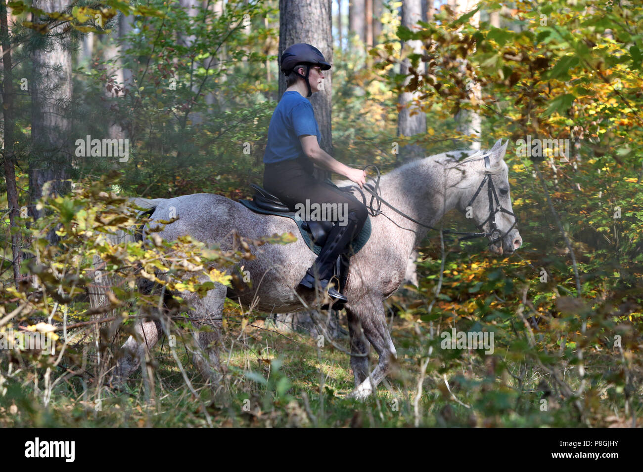 Arabian forest hi-res stock photography and images - Alamy