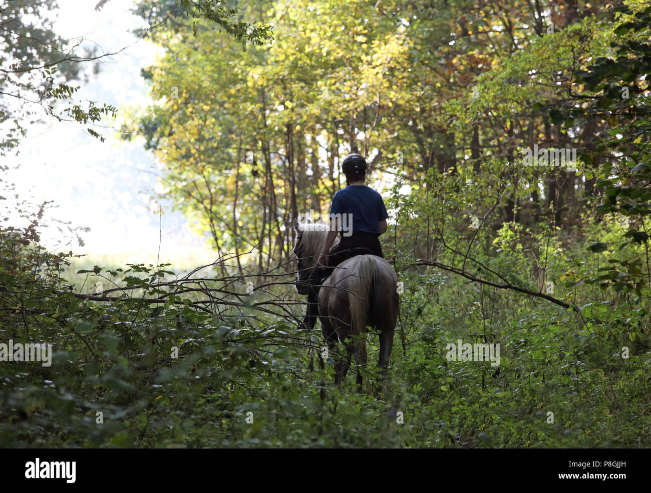 Arabian forest hi-res stock photography and images - Alamy