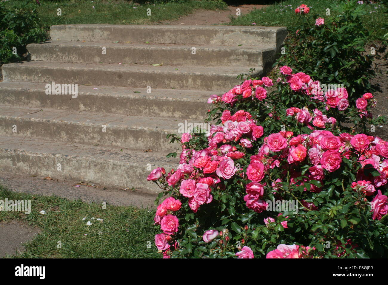 Stairs in Rose Garden Stock Photo - Alamy